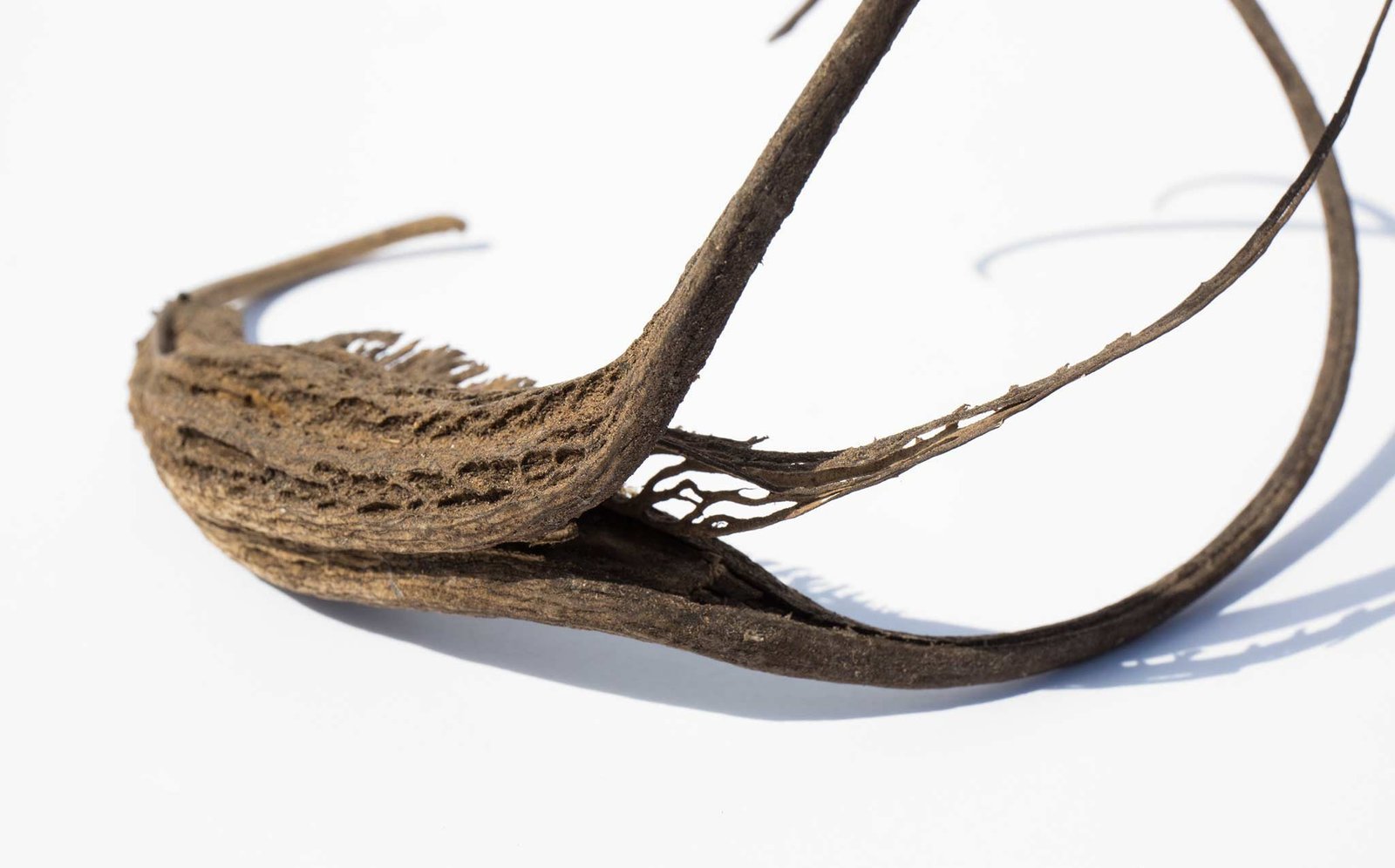 Devil’s Claw For Gout: Is It Really Beneficial For The Condition? - Get ...