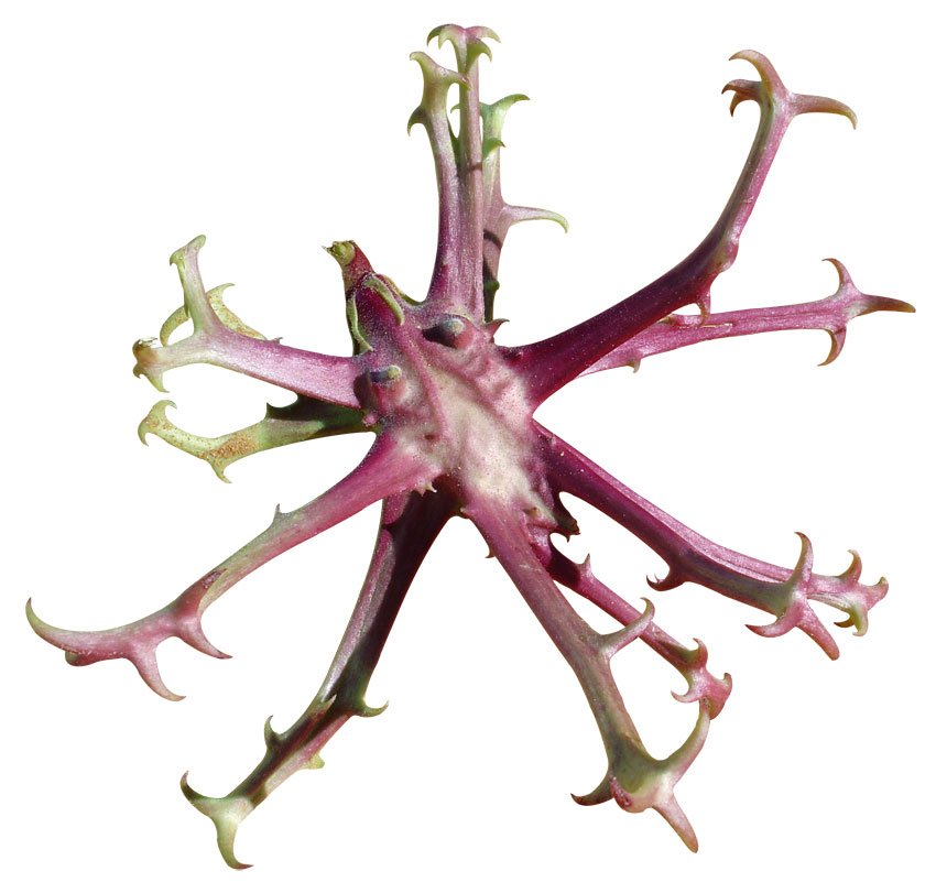 Devil’s Claw For Gout: Is It Really Beneficial For The Condition? - Get ...