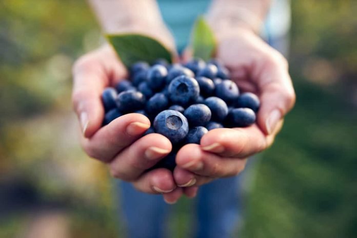 Blueberries And Gout: Can Blueberry Help Lower Your Uric Acid Level?